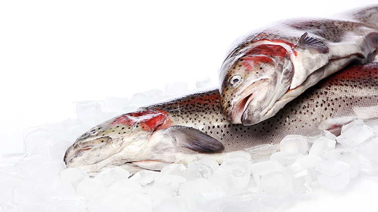 Nu ved vi præcis, hvornår din fisk smager af mudder - FødevareFOKUS